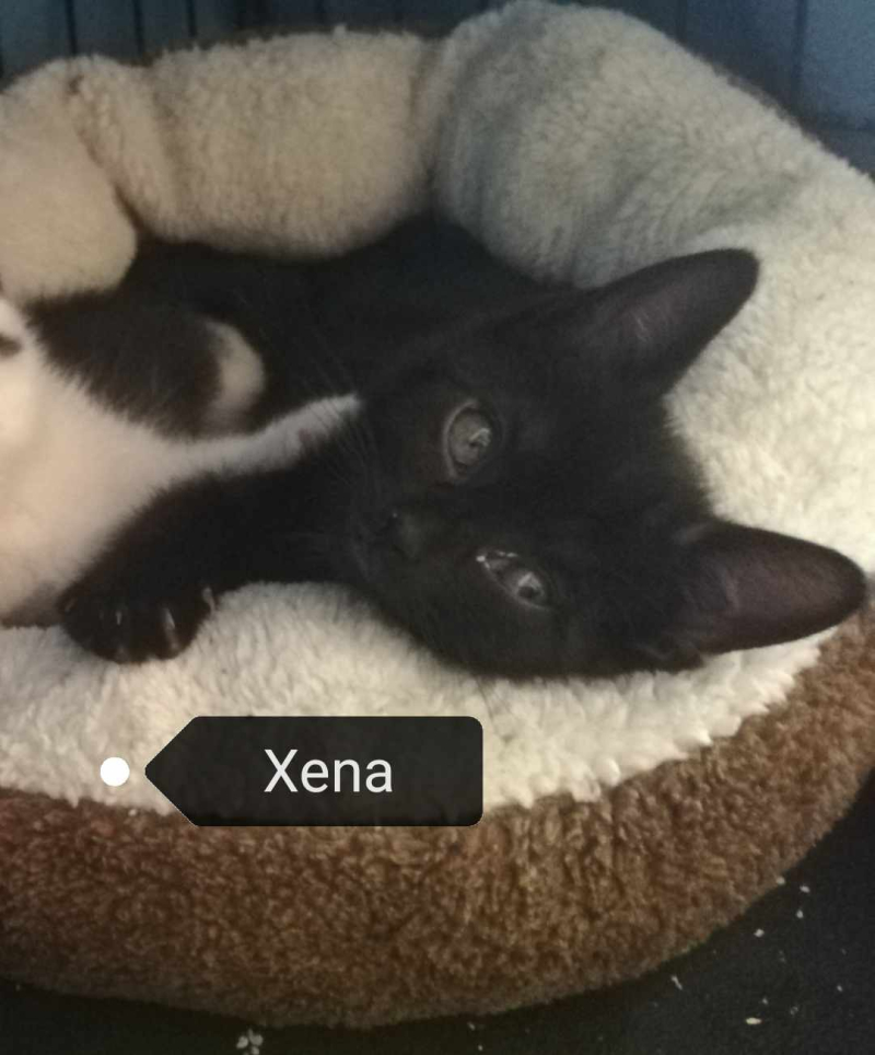 Annonce d'adoption - xena de chat l'heureux chat lange et cie